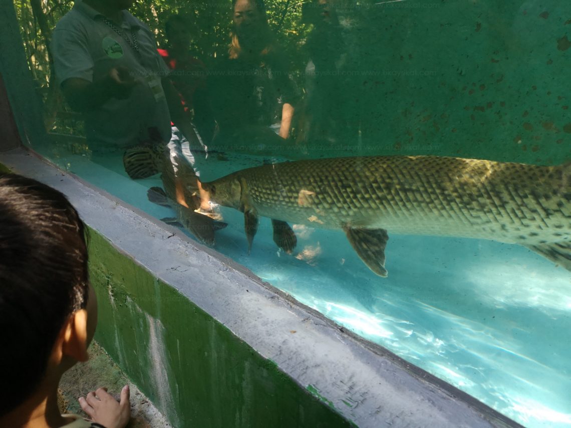 THINGS TO DO IN BOHOL (Chocolate Hills, Island Hopping, Wildlife Eco ...